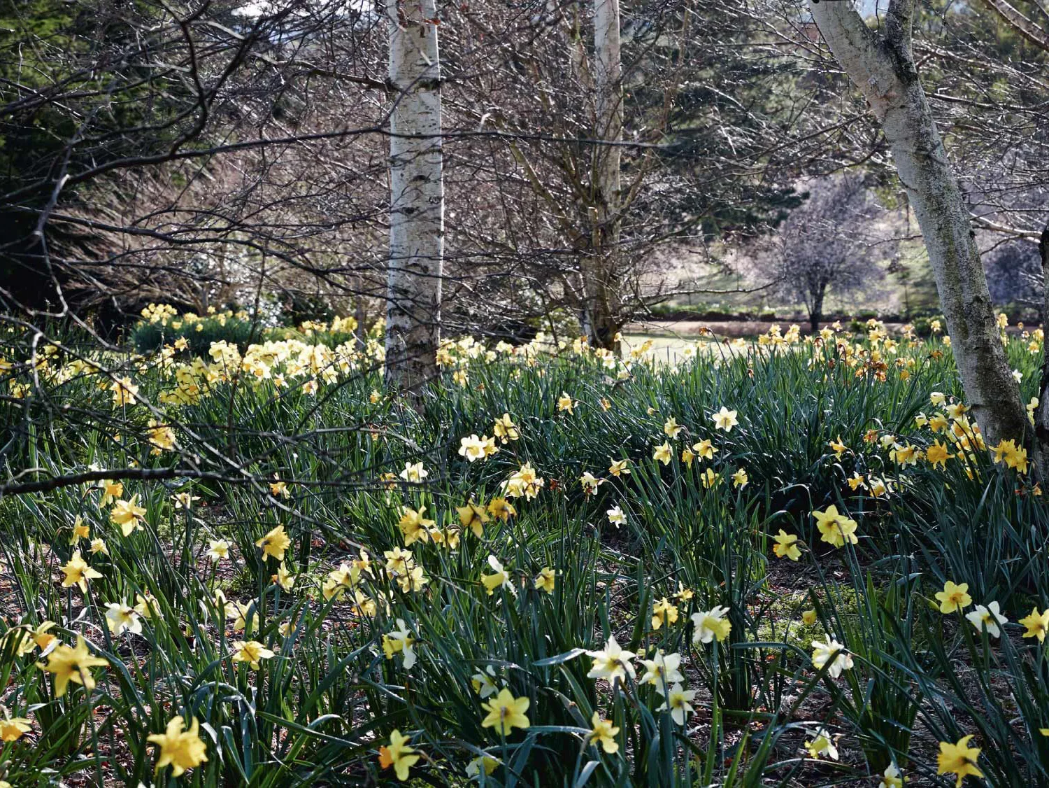 How To Grow Daffodils and When To Plant The Bulbs