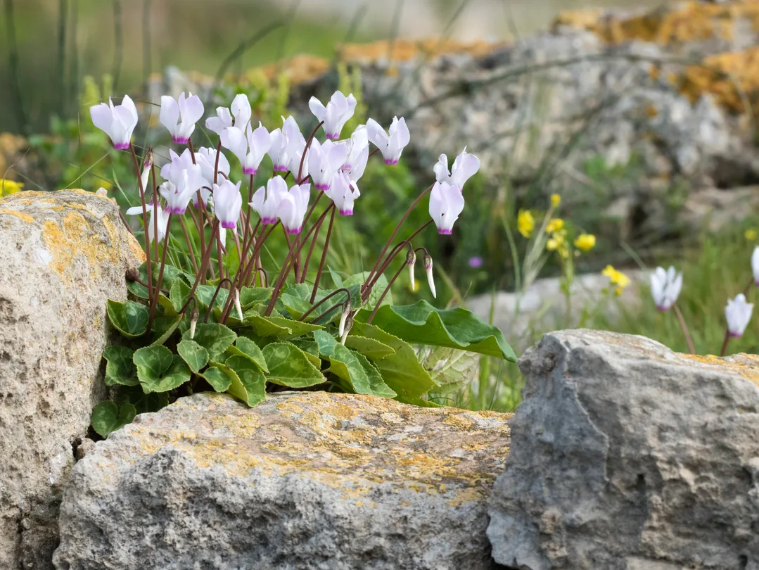 Cyclamen care guide: Handy tips and what yellow leaves mean