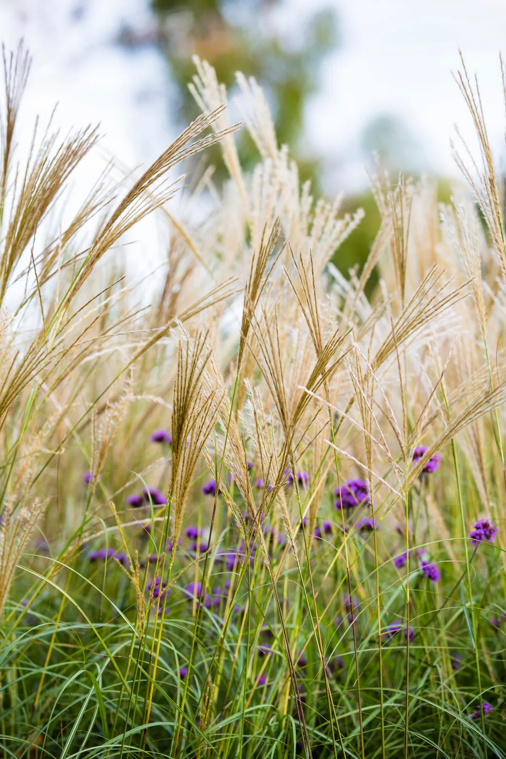 Ornamental Grasses to Enhance Your Garden