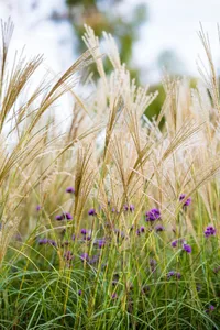 Ornamental Grasses to Enhance Your Garden