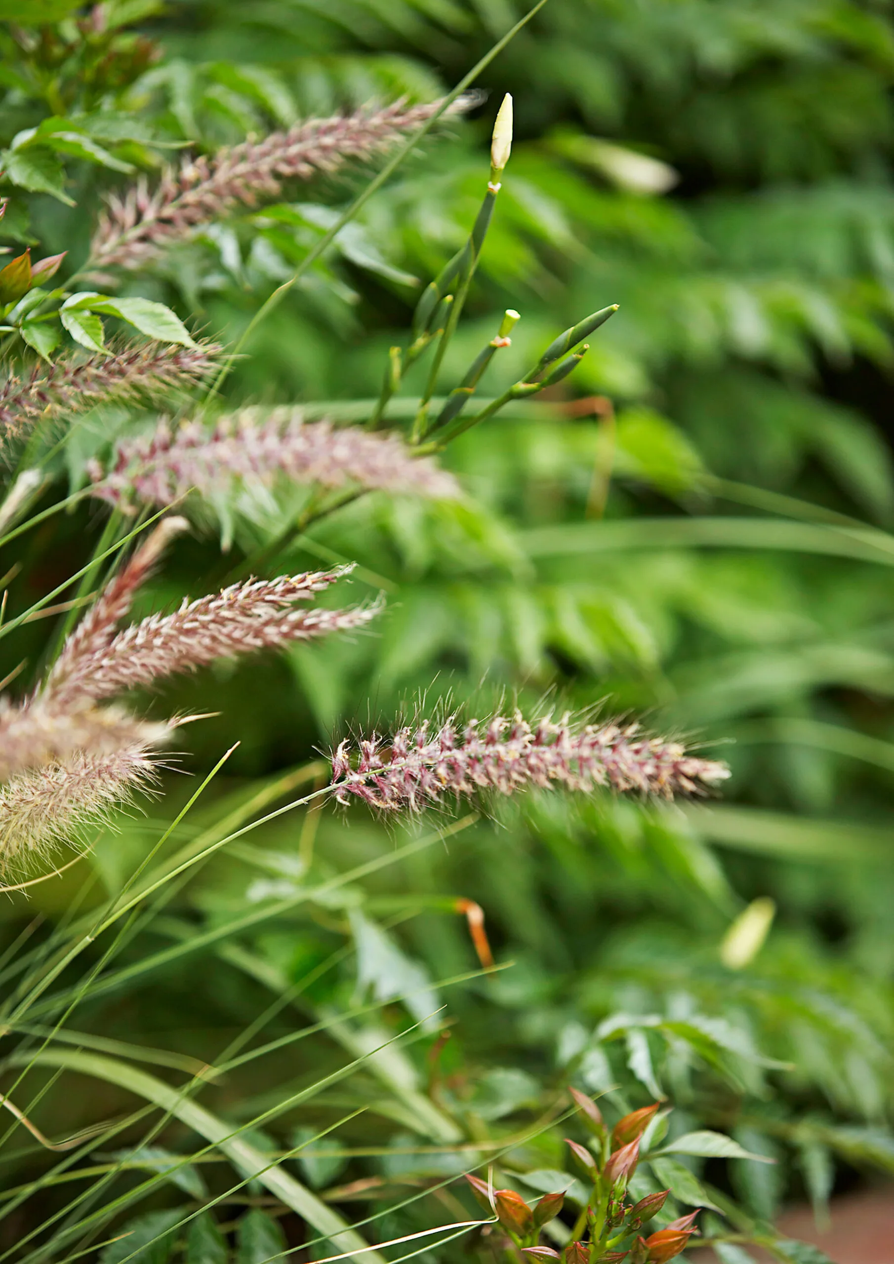 Ornamental Grasses to Enhance Your Garden