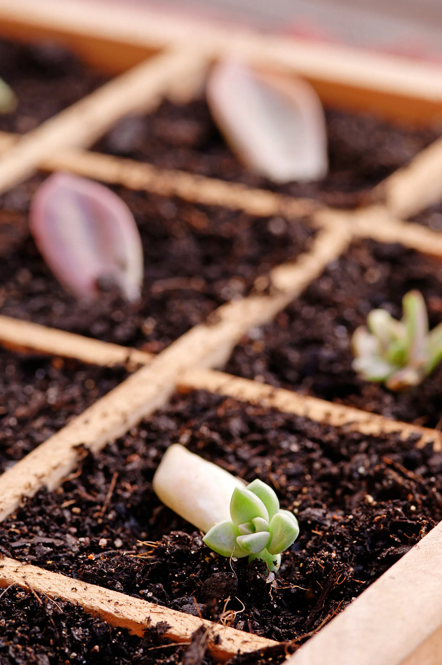 How to Propagate Plants From Cuttings In 5 Easy Steps