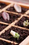 Planting From Seeds: A Step By Step Guide