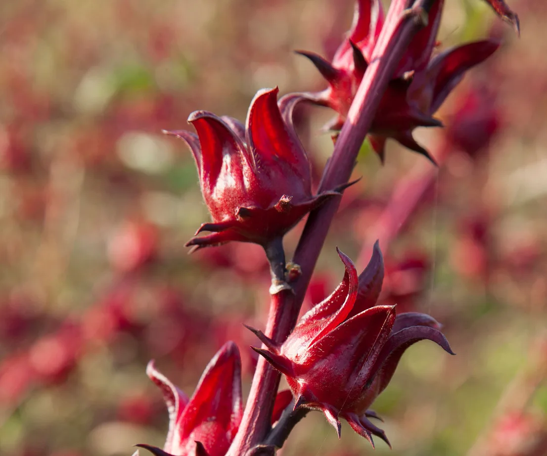 Rosella flowers: How to grow wild hibiscus