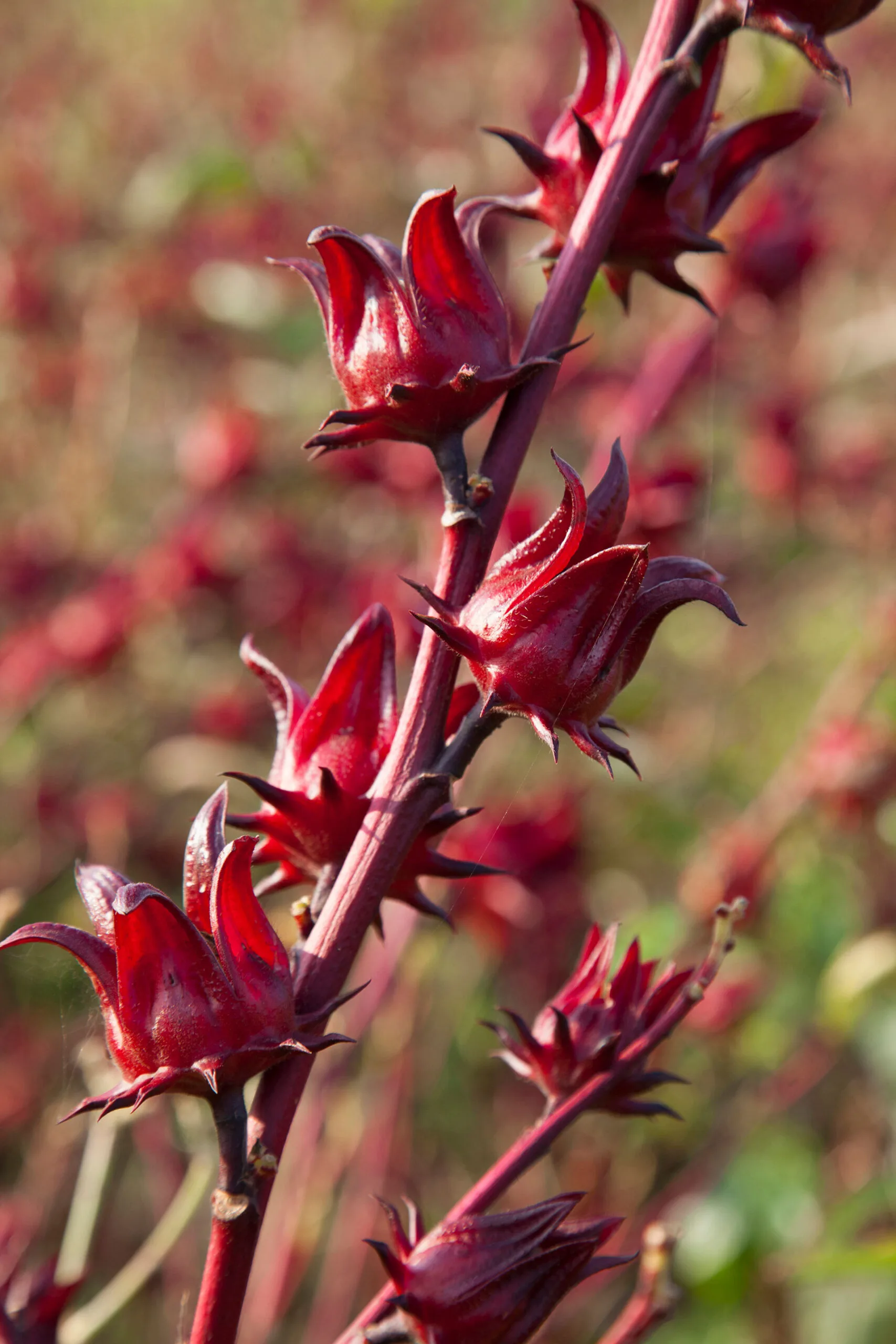 rosella flower