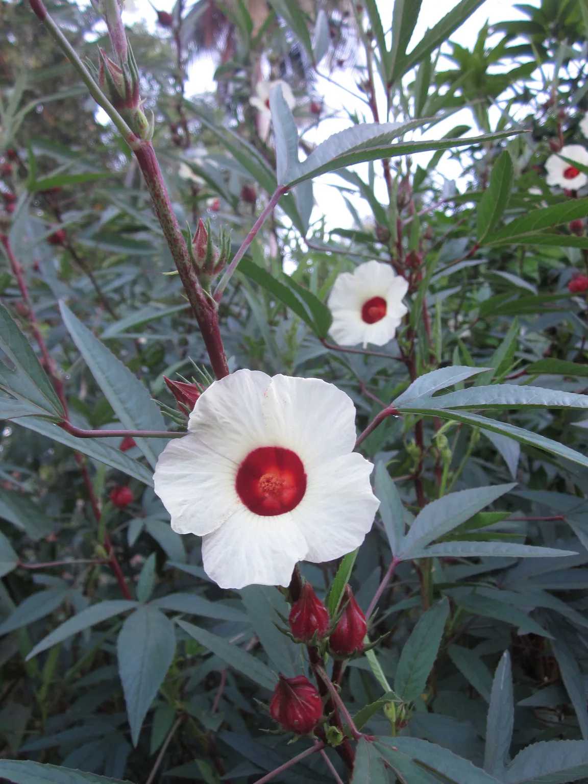 Rosella flowers: How to grow wild hibiscus
