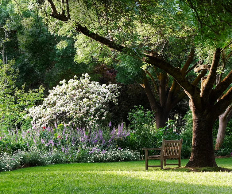 How The Right Trees Can Add Value To Your Property