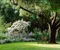 How The Right Trees Can Add Value To Your Property