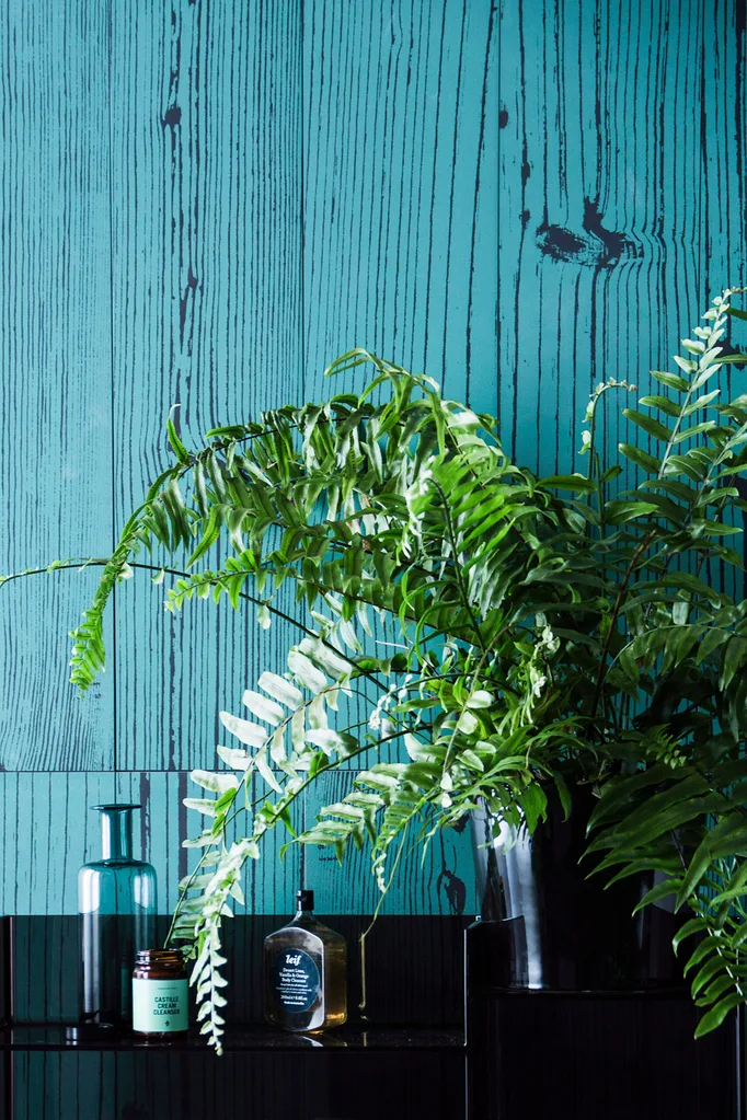 Fern care tips: how to keep ferns alive and thriving