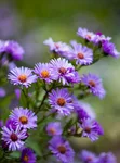 10 Purple Flowers to Add Colour to Your Garden | Homes To Love