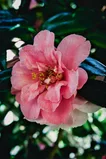 Pink Flowers: 10 Varieties To Grow In Your Garden | Homes To Love
