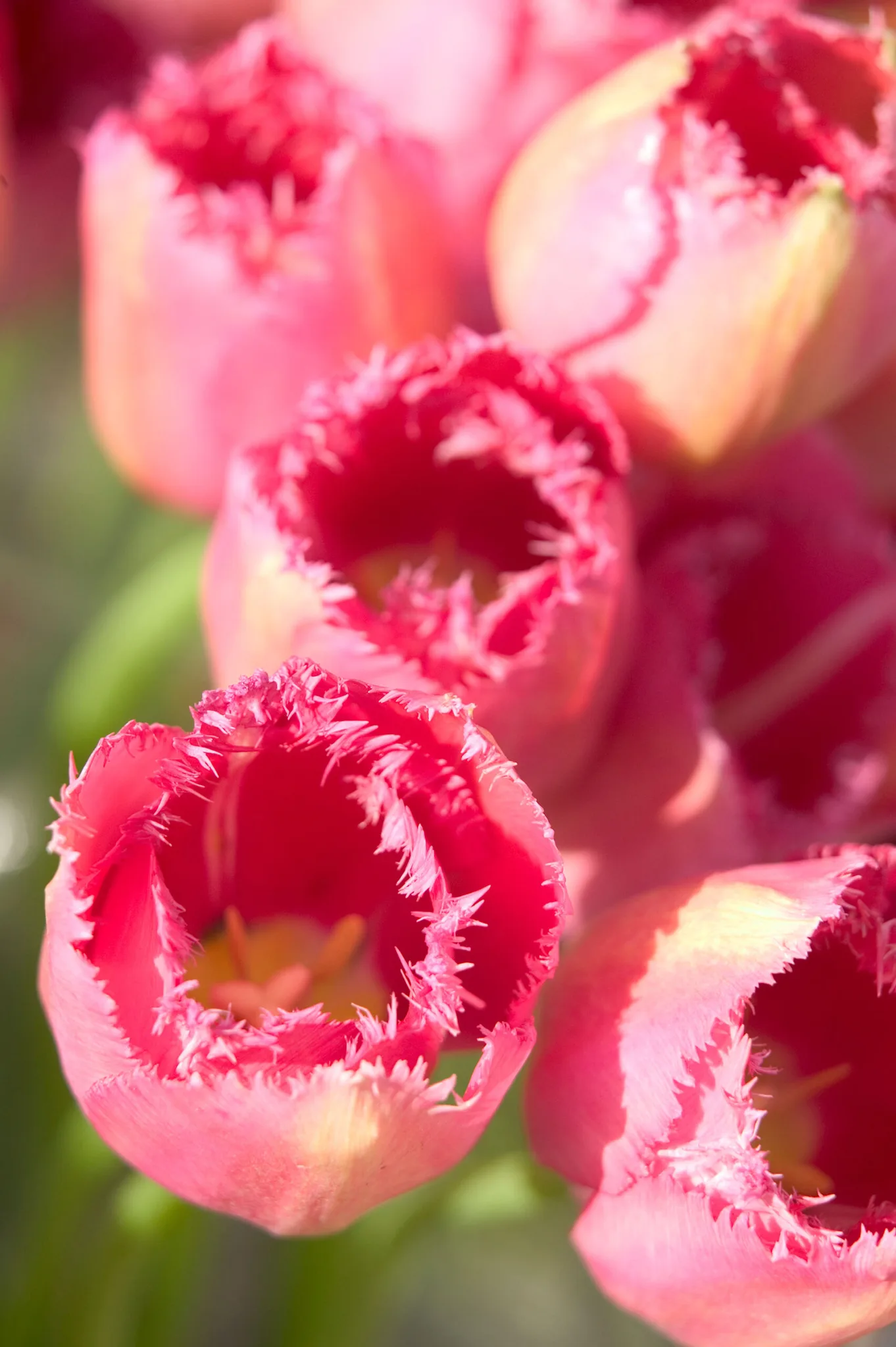 How To Grow Tulips In Australia In Gardens And Pots