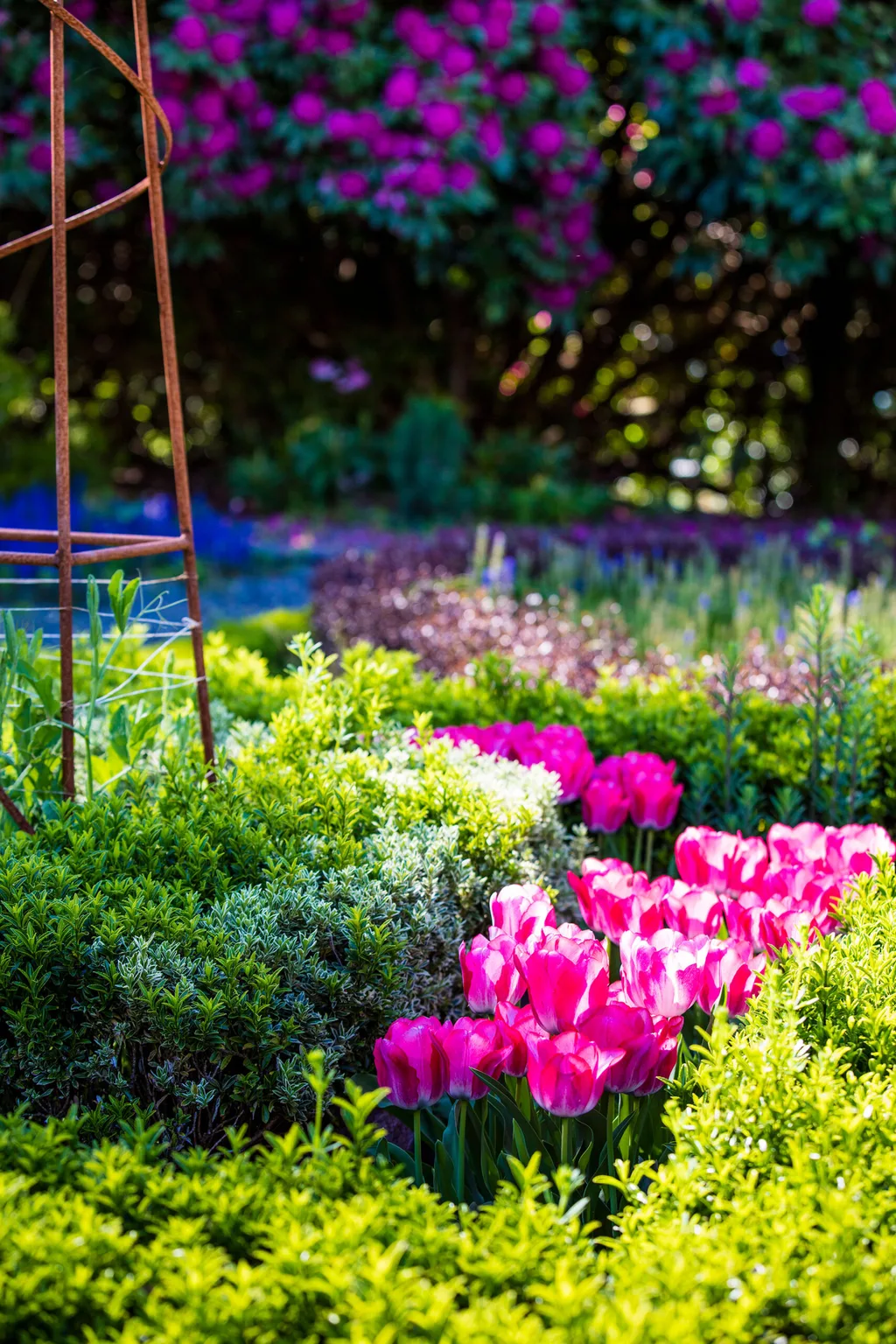 How To Grow Tulips In Australia In Gardens And Pots