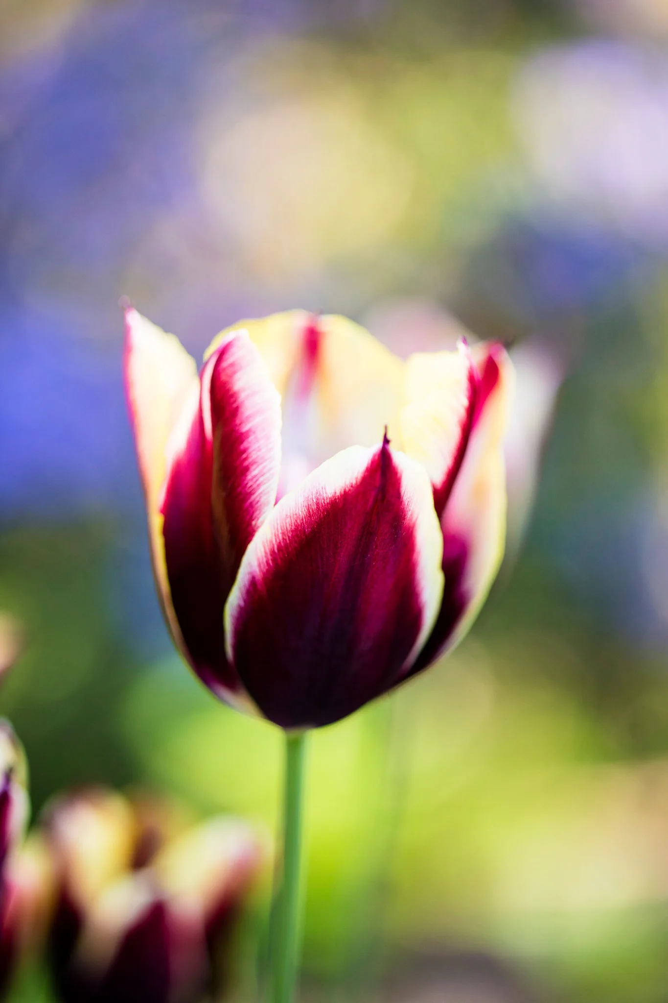 How To Grow Tulips In Australia In Gardens And Pots