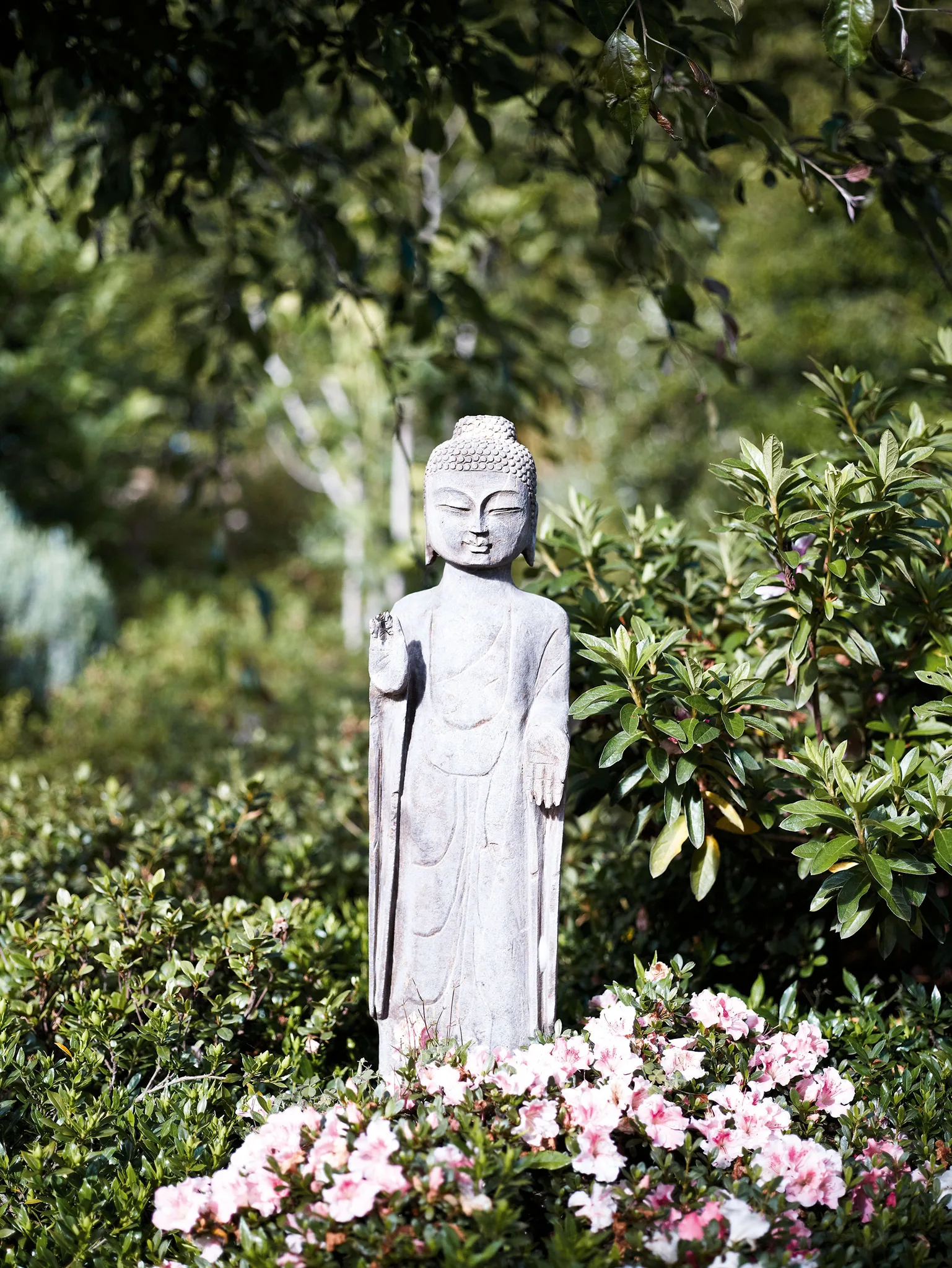 Queensland garden full of sun-tolerant azalea flowers