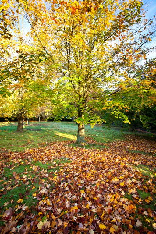 10 trees to plant for autumn leaves in Australia