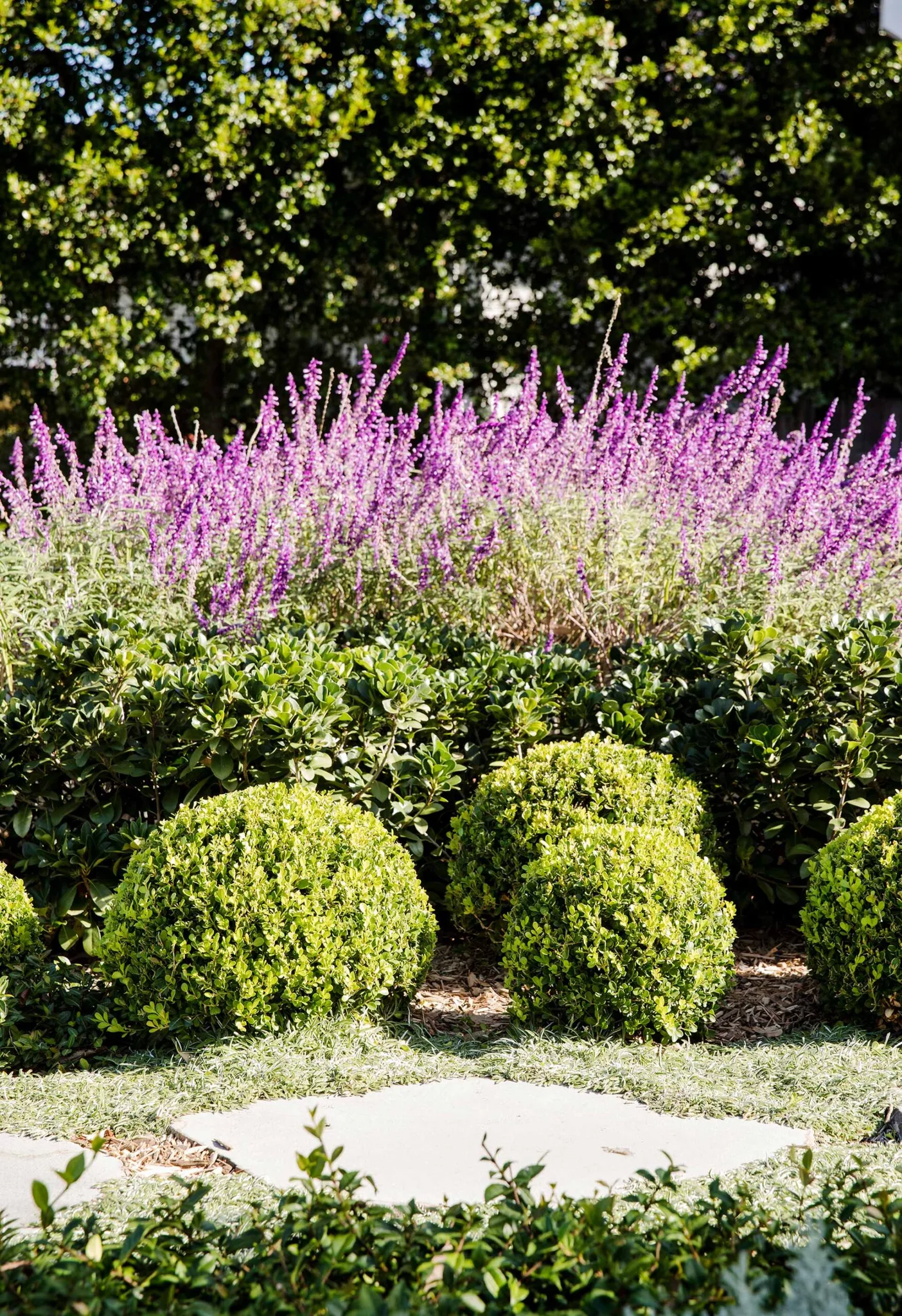 Cloud pruning elevates this Australian-style Hamptons garden