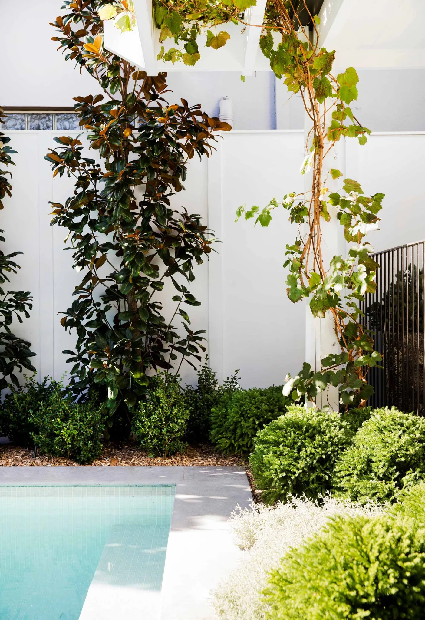 Cloud pruning elevates this Australian-style Hamptons garden