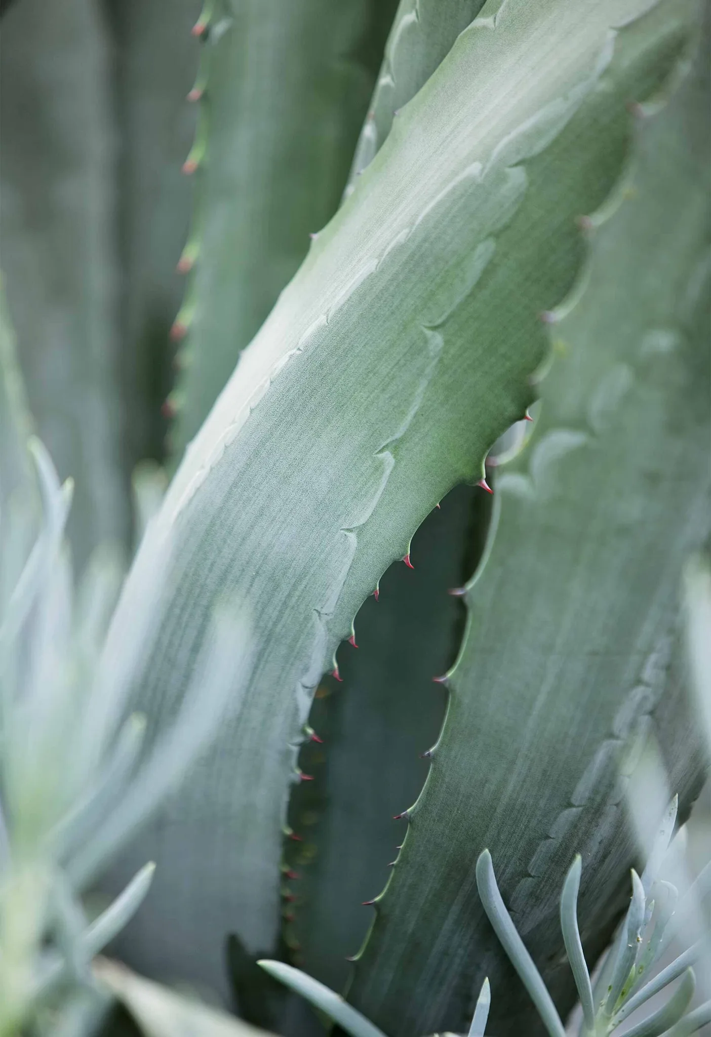 21 Best Silver Foliage Plants For Australian Gardens