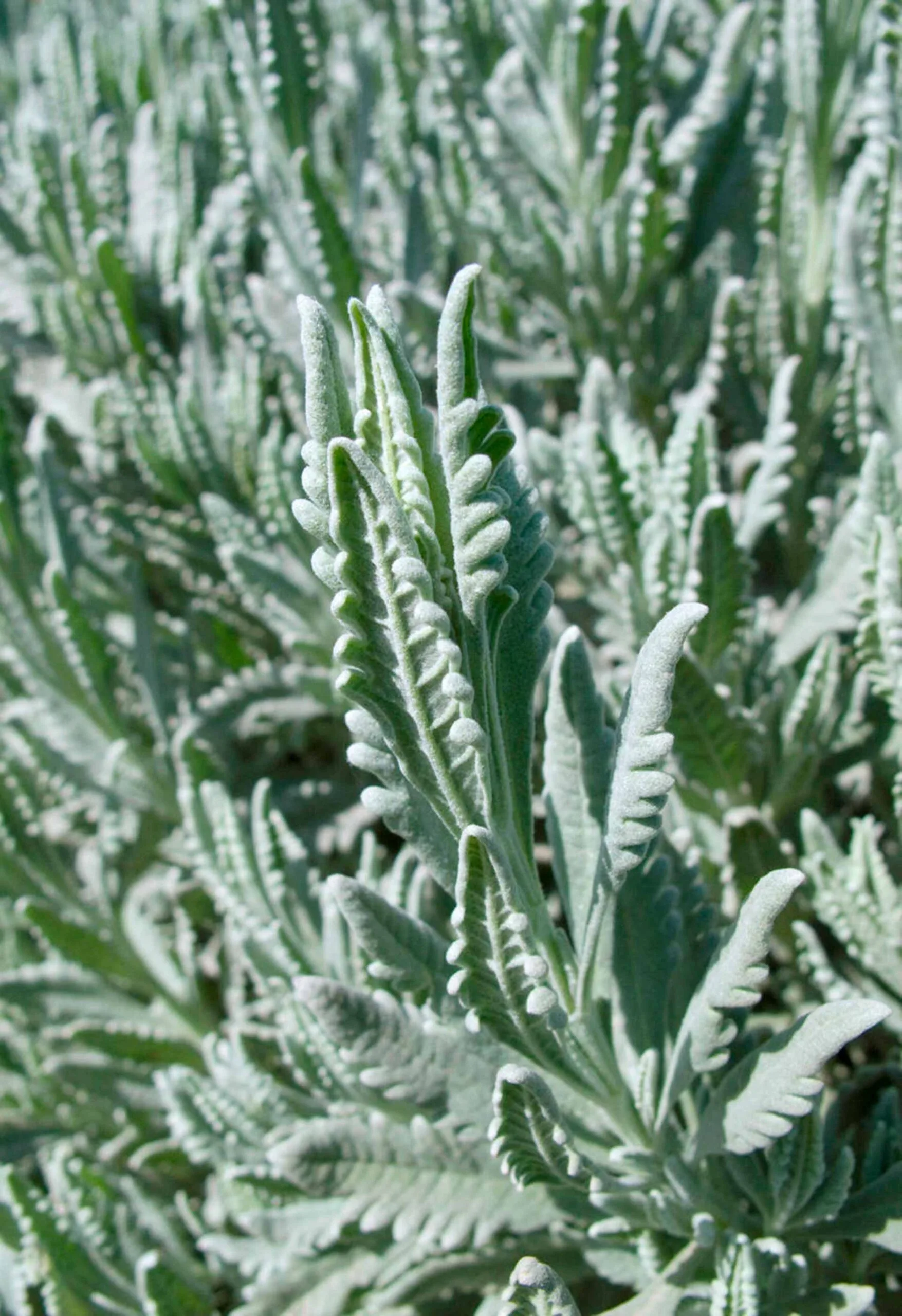 21 Best Silver Foliage Plants For Australian Gardens