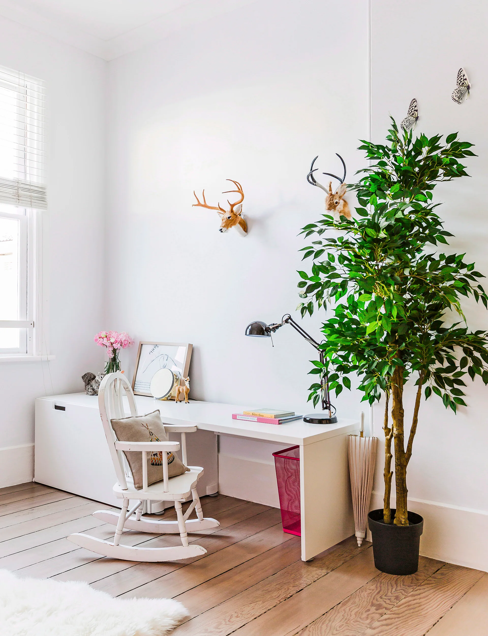 8 Indoor Trees In Australia That Thrive In Pots | Homes To Love