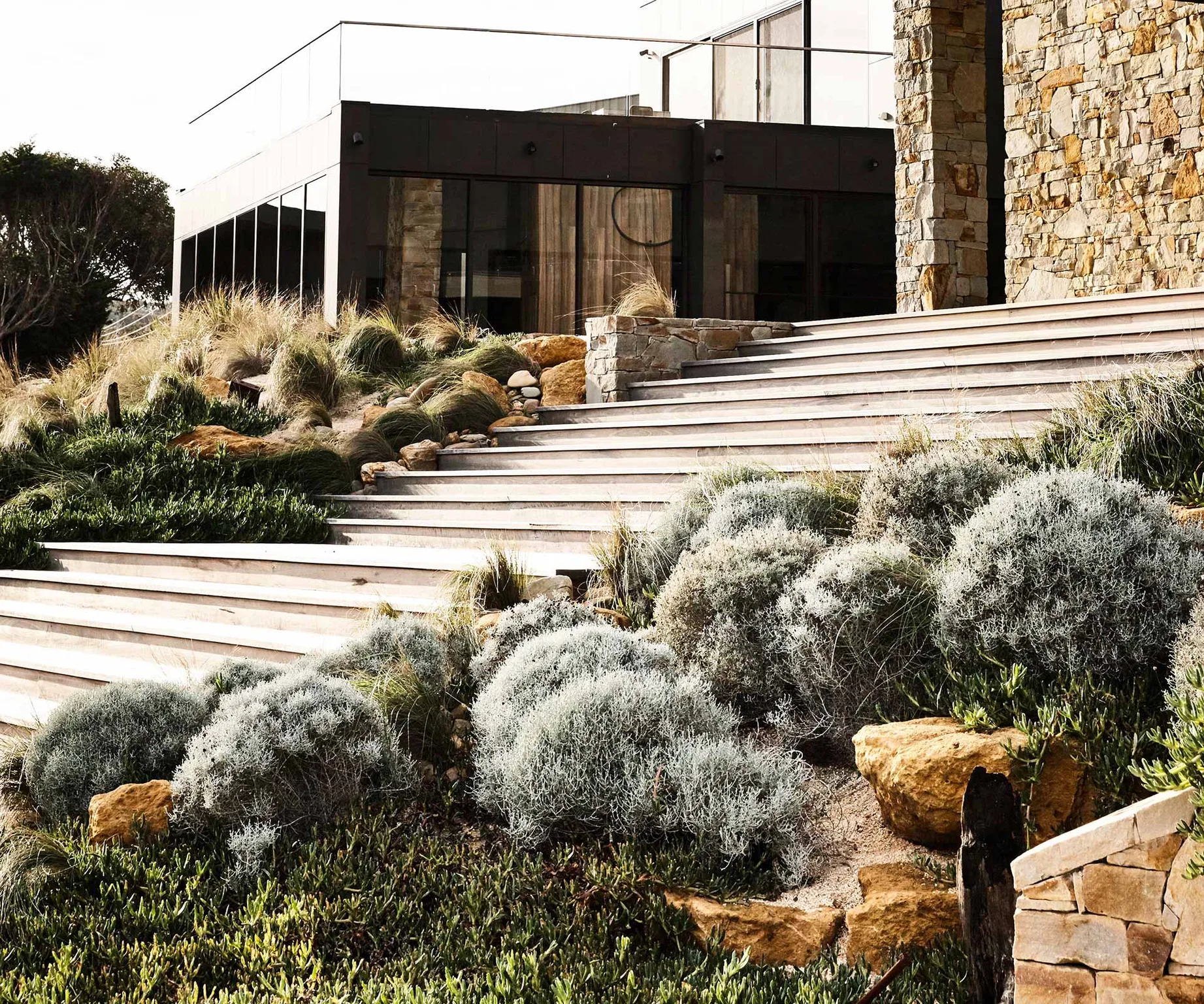 21 Best Silver Foliage Plants For Australian Gardens