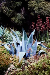 An Edna Walling designed cottage garden in Victoria