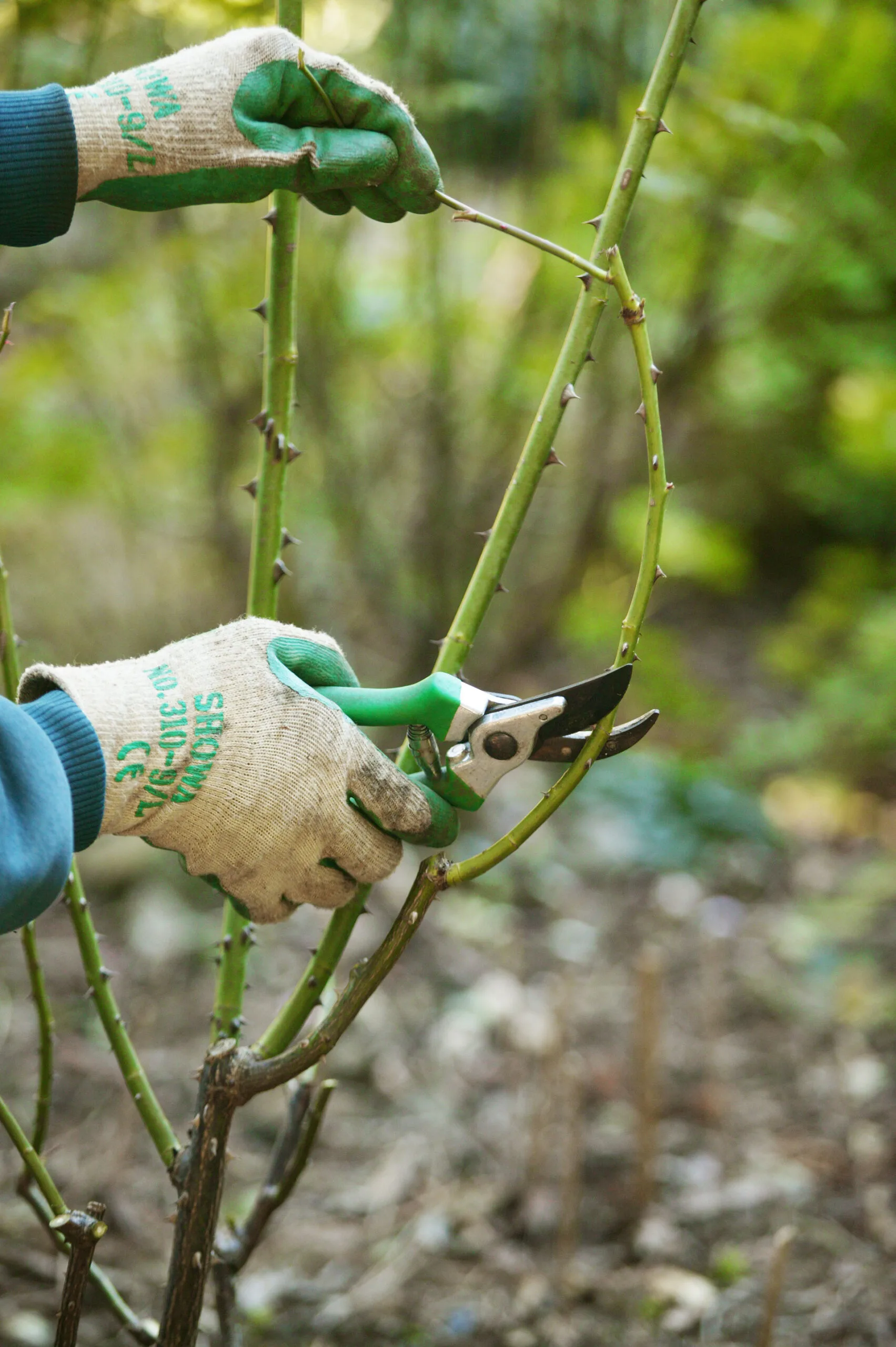 Pruning Plants: Everything You Need To Know