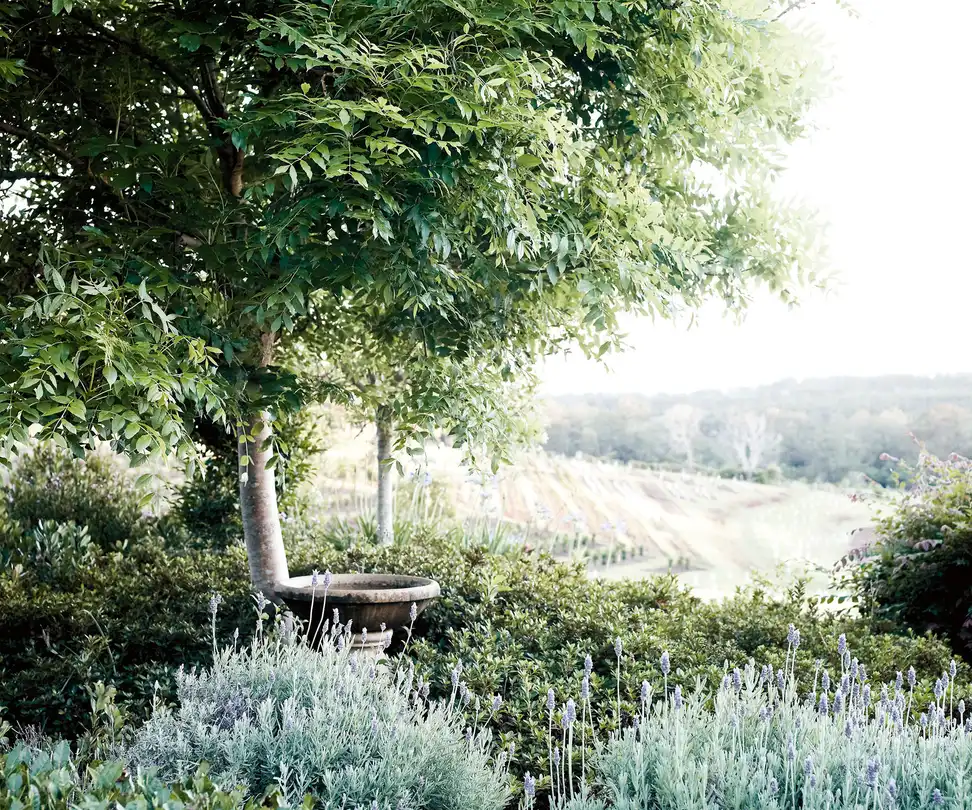 Frost protection for plants: Practical steps you can take