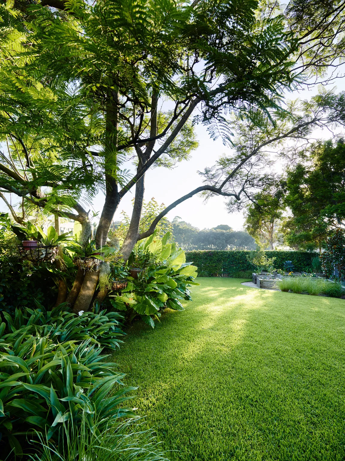 Expert lawn care tips for Australian gardens