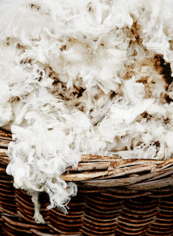 On the farm with an Australian merino wool clothing company