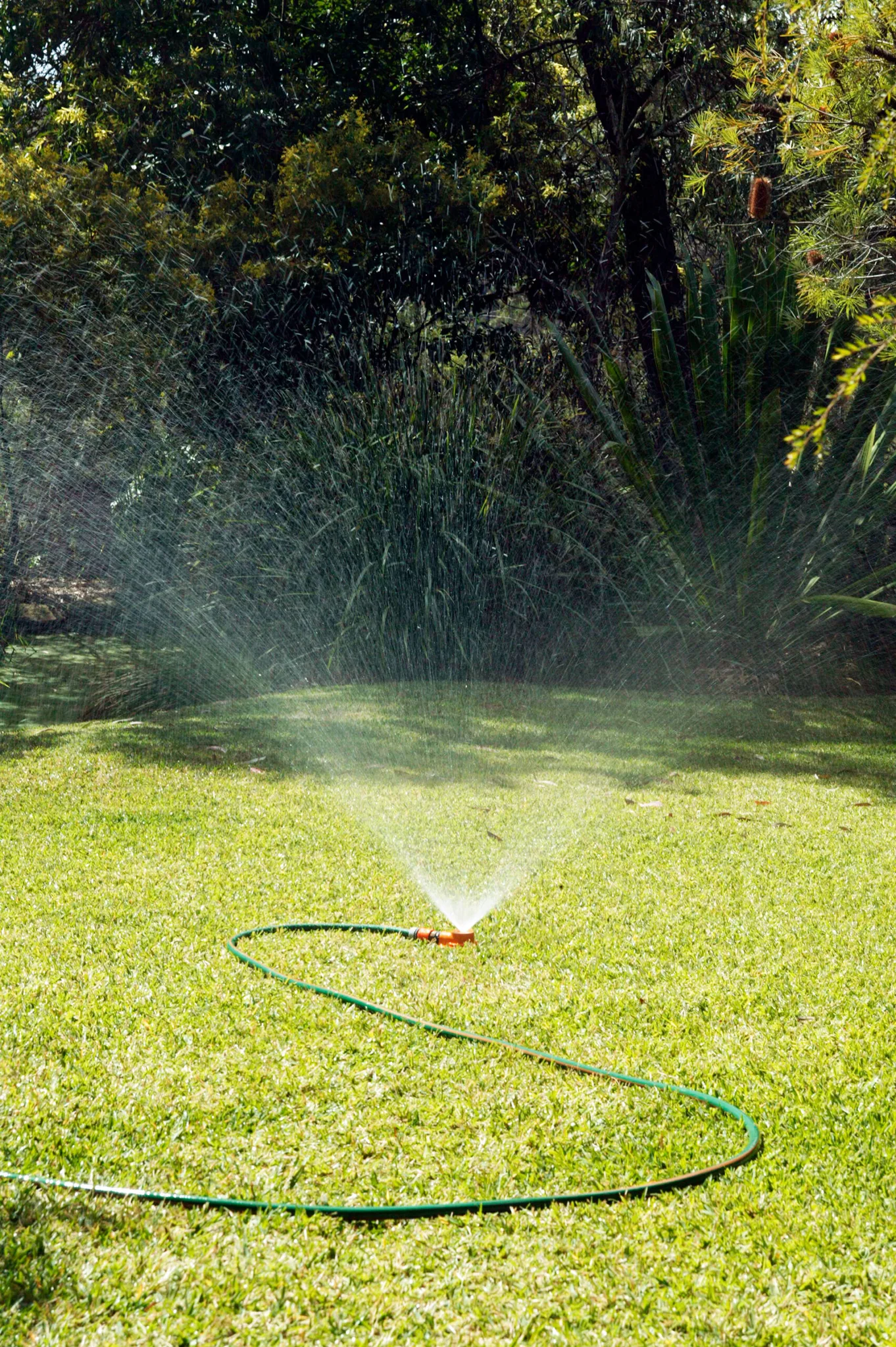 Buffalo Lawn Care Tips: Experts Have Their Say