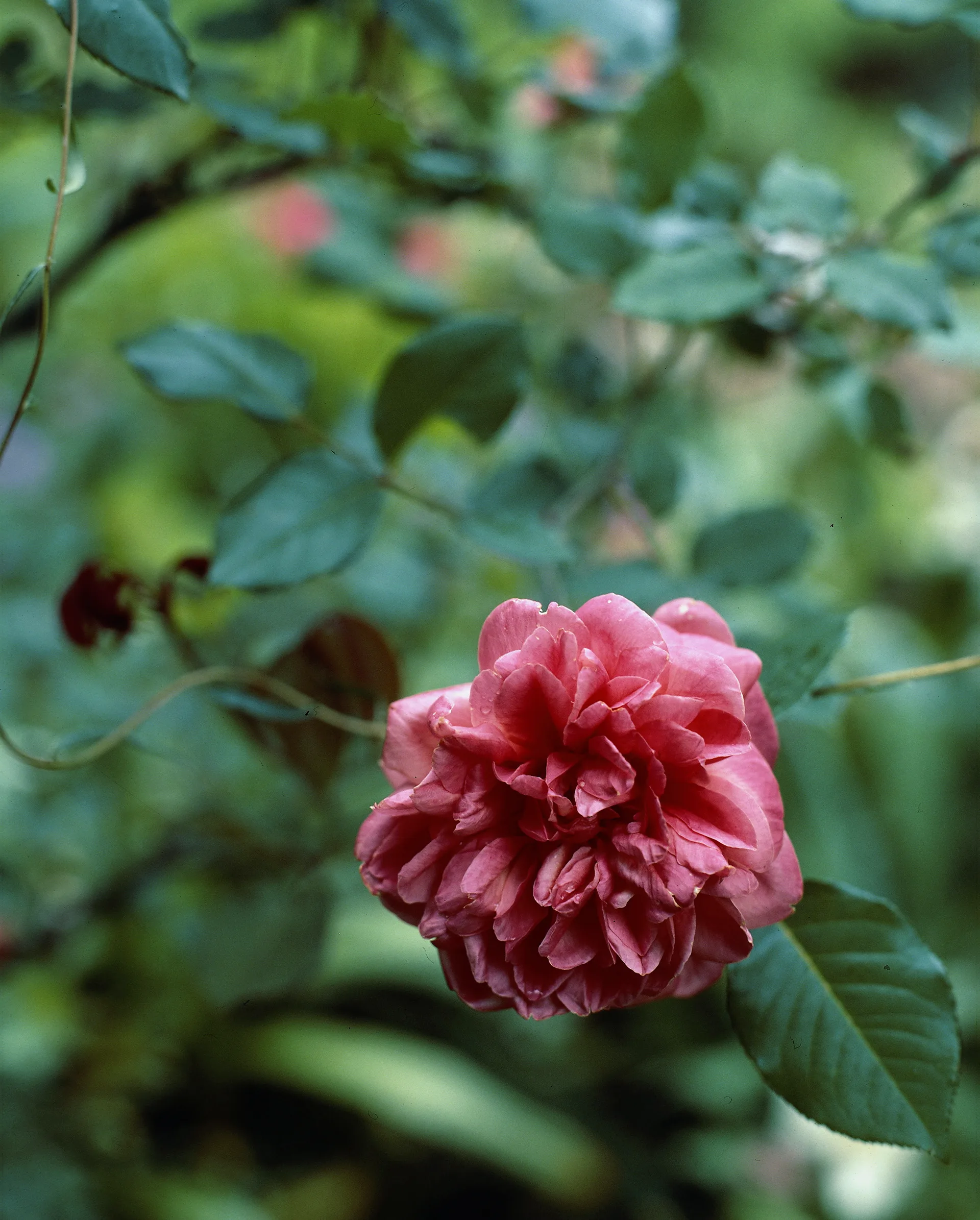Camellias: How To Grow And Care For Them In Australia