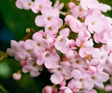 Plant Guide: Luculia Growing Tips and Varieties