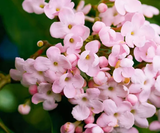 Plant Guide: Luculia Growing Tips and Varieties