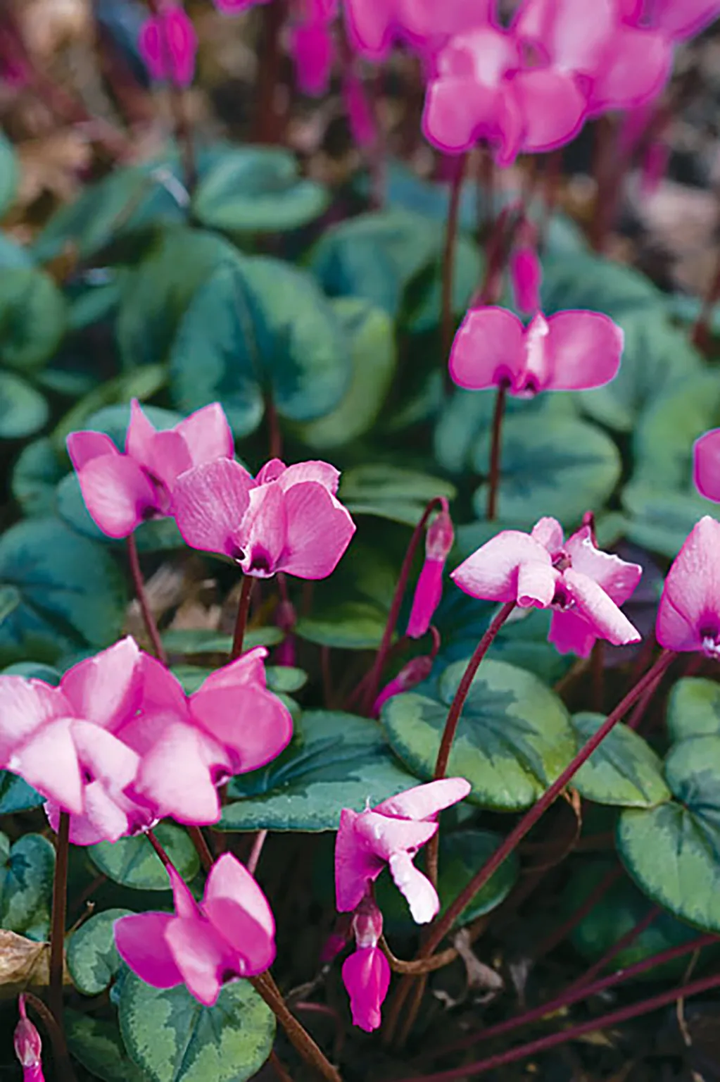 Pink Flowers: 10 Varieties To Grow In Your Garden | Homes To Love