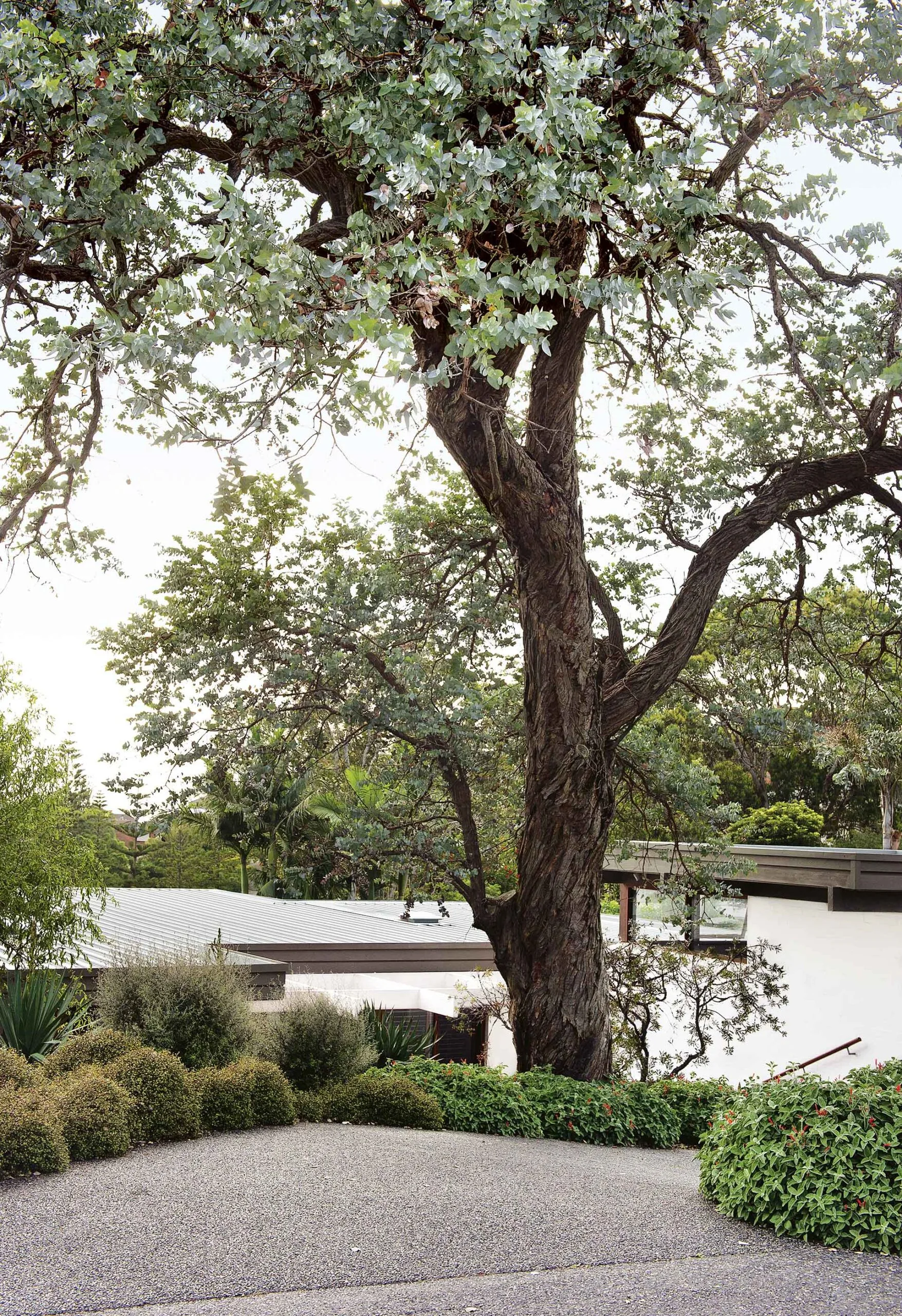 A Japanese-style garden with a mid-century modern touch
