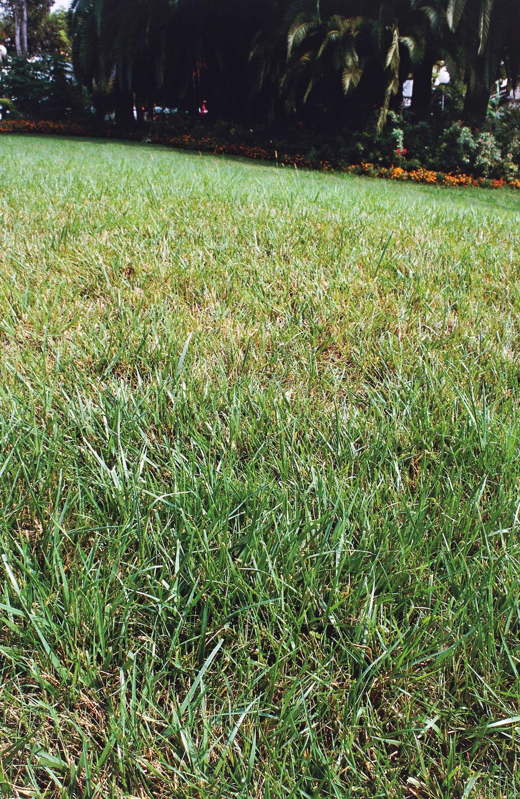 5 Of The Best Types Of Grass and Lawn In Australia