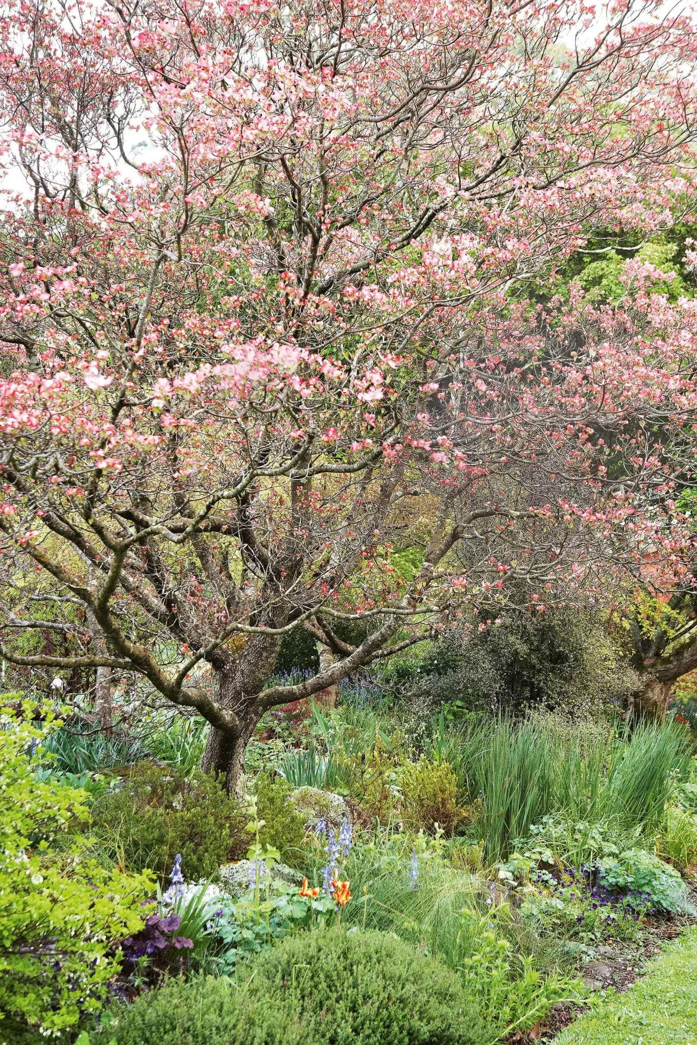 Tour a Mount Tomah garden filled with rare plants