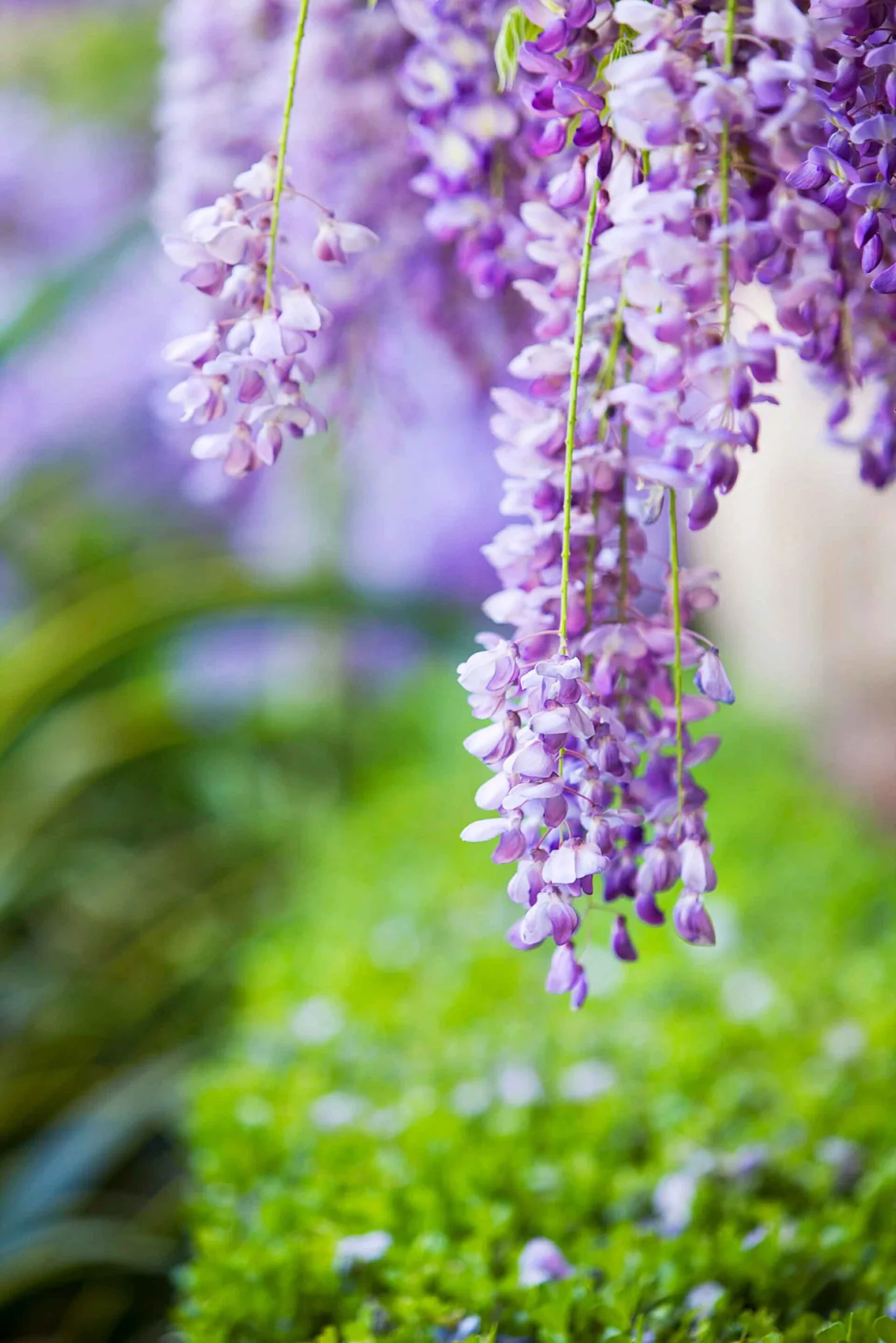 Wisteria Tree Guide: Types, Climate And When To Prune | Homes To Love