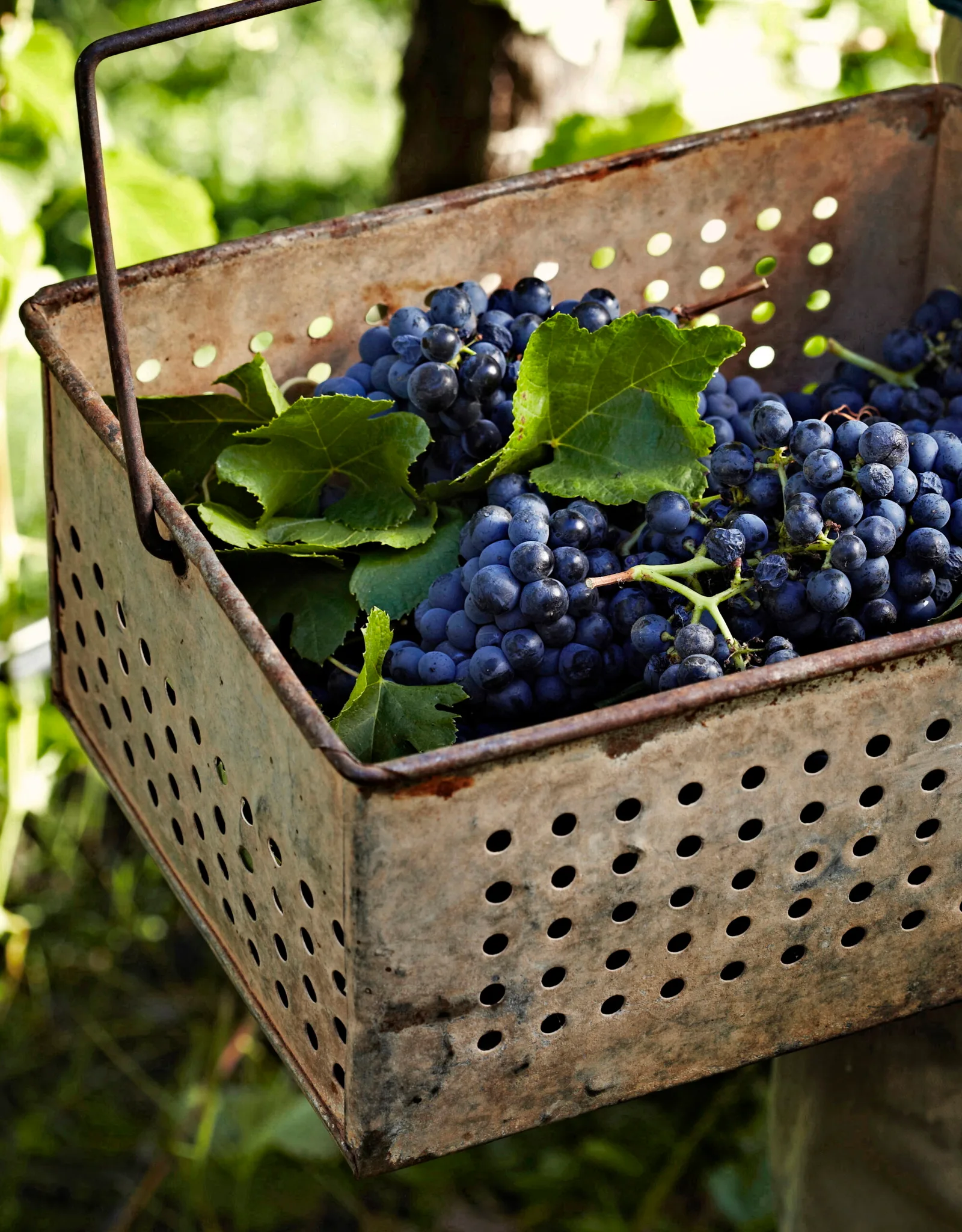 4 best vine fruits to grow and what you need to know
