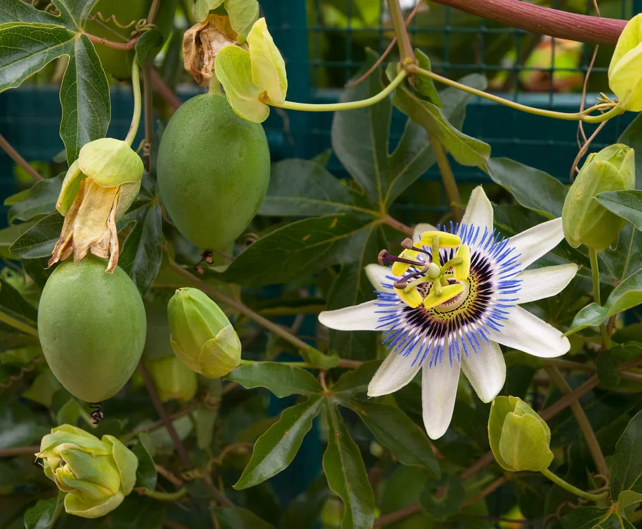 4 best vine fruits to grow and what you need to know