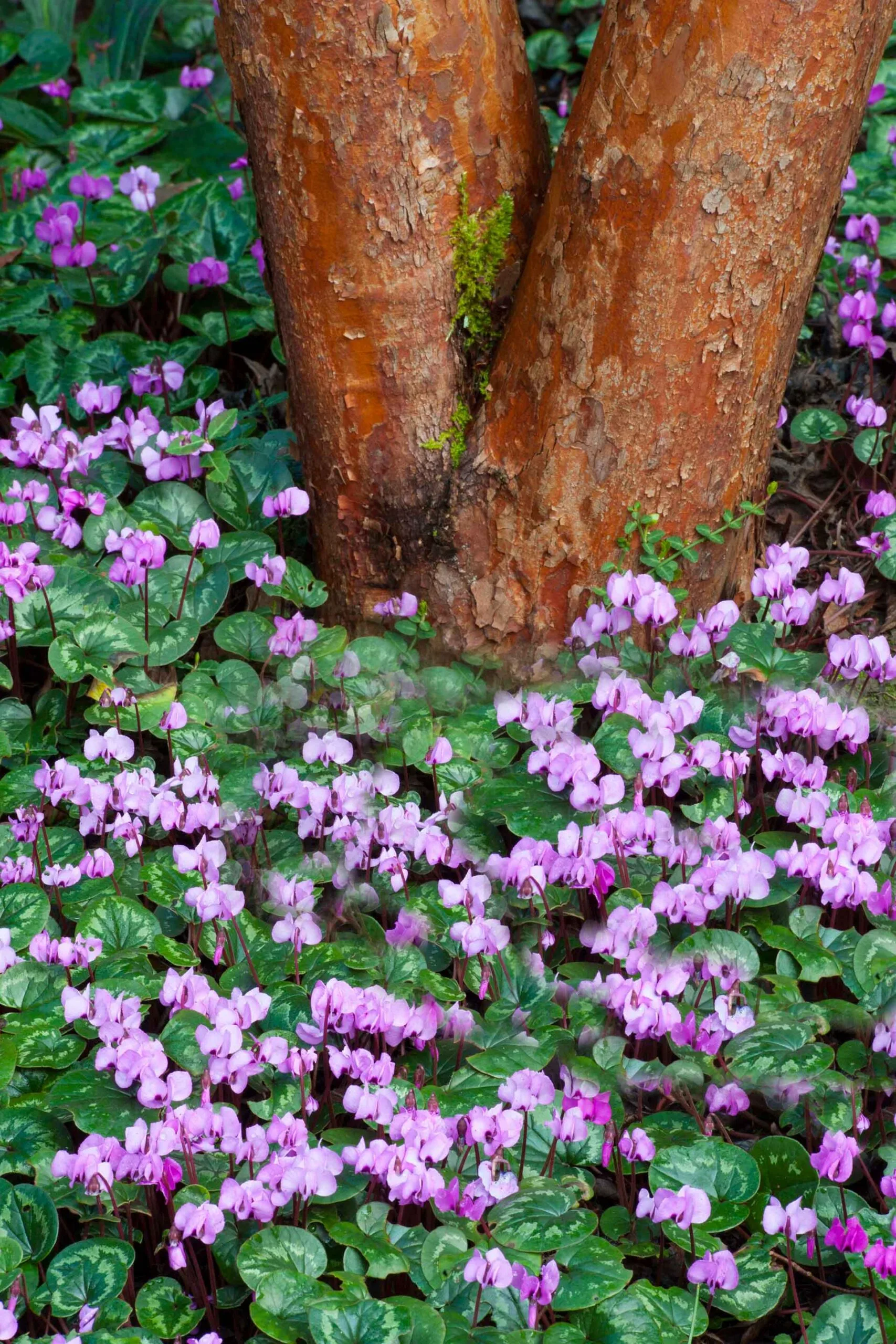 Cyclamen care guide: Handy tips and what yellow leaves mean