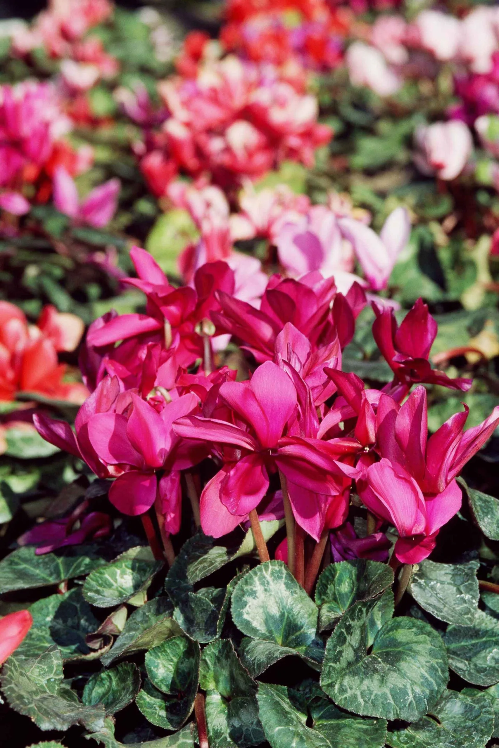Cyclamen care guide: Handy tips and what yellow leaves mean