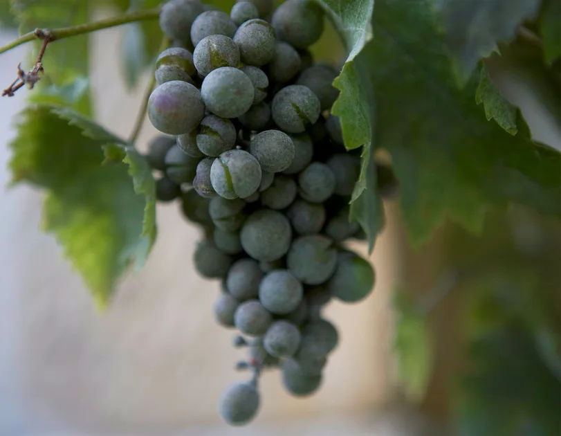 4 best vine fruits to grow and what you need to know