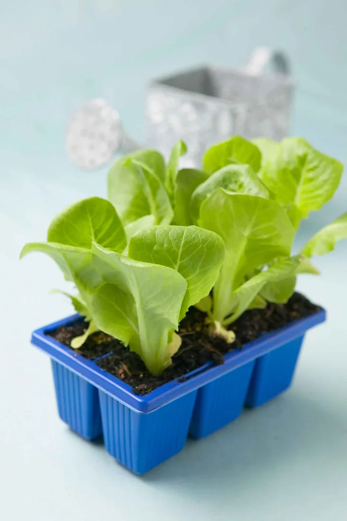 Planting From Seeds: A Step By Step Guide