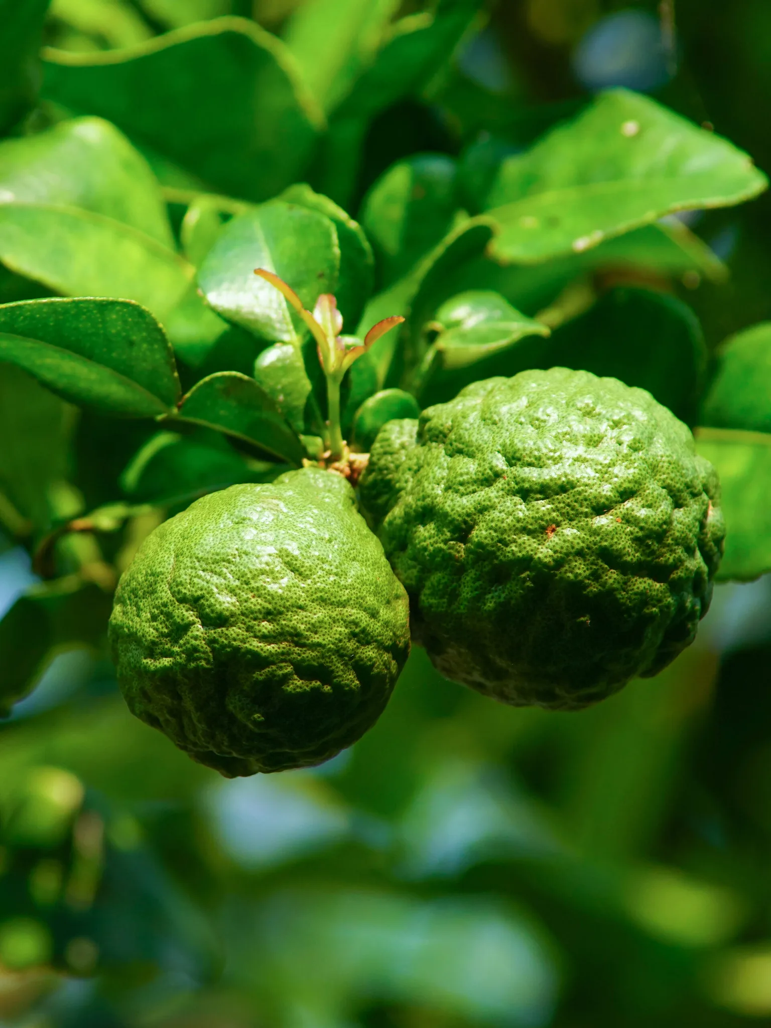 Growing kaffir limes: how to plant and nurture