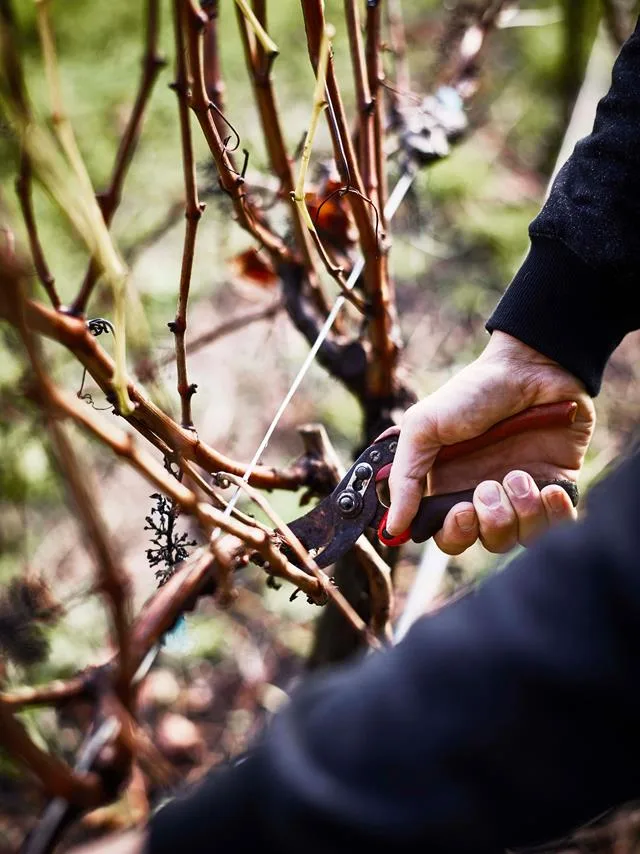 Grapevines: A Step-By-Step Guide On How To Grow