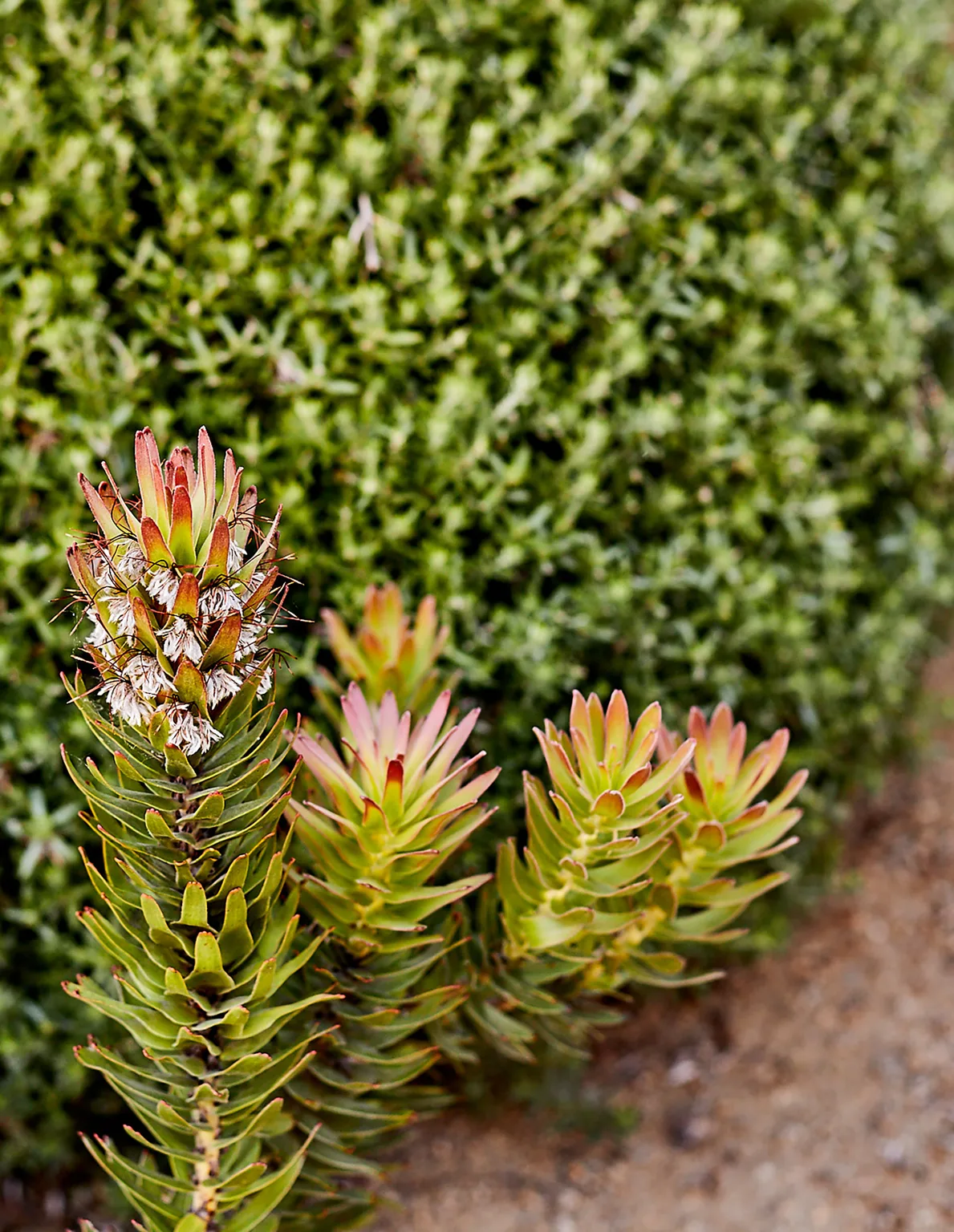 Contemporary coastal garden with exotic and native plants | Homes To Love