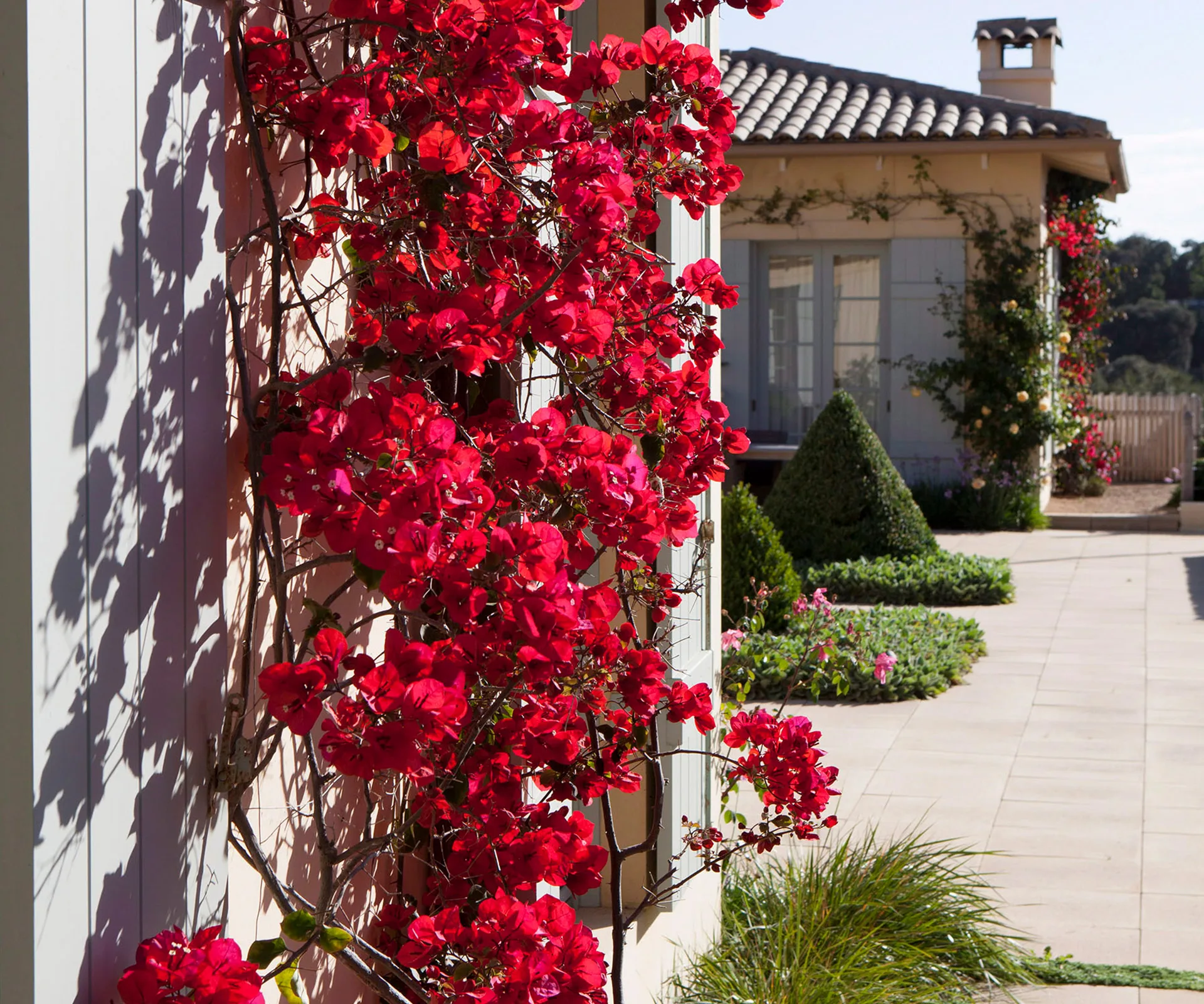 How To Grow And Care For Bougainvillea | Homes To Love